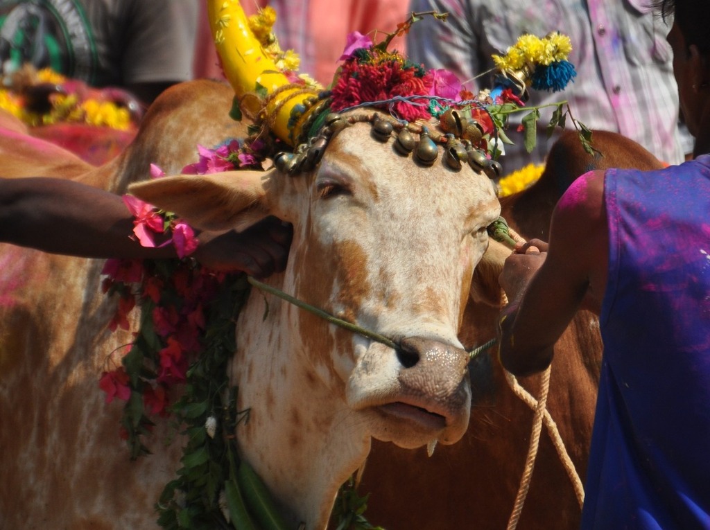 Pongal: Das Erntedankfest im Hinduismus